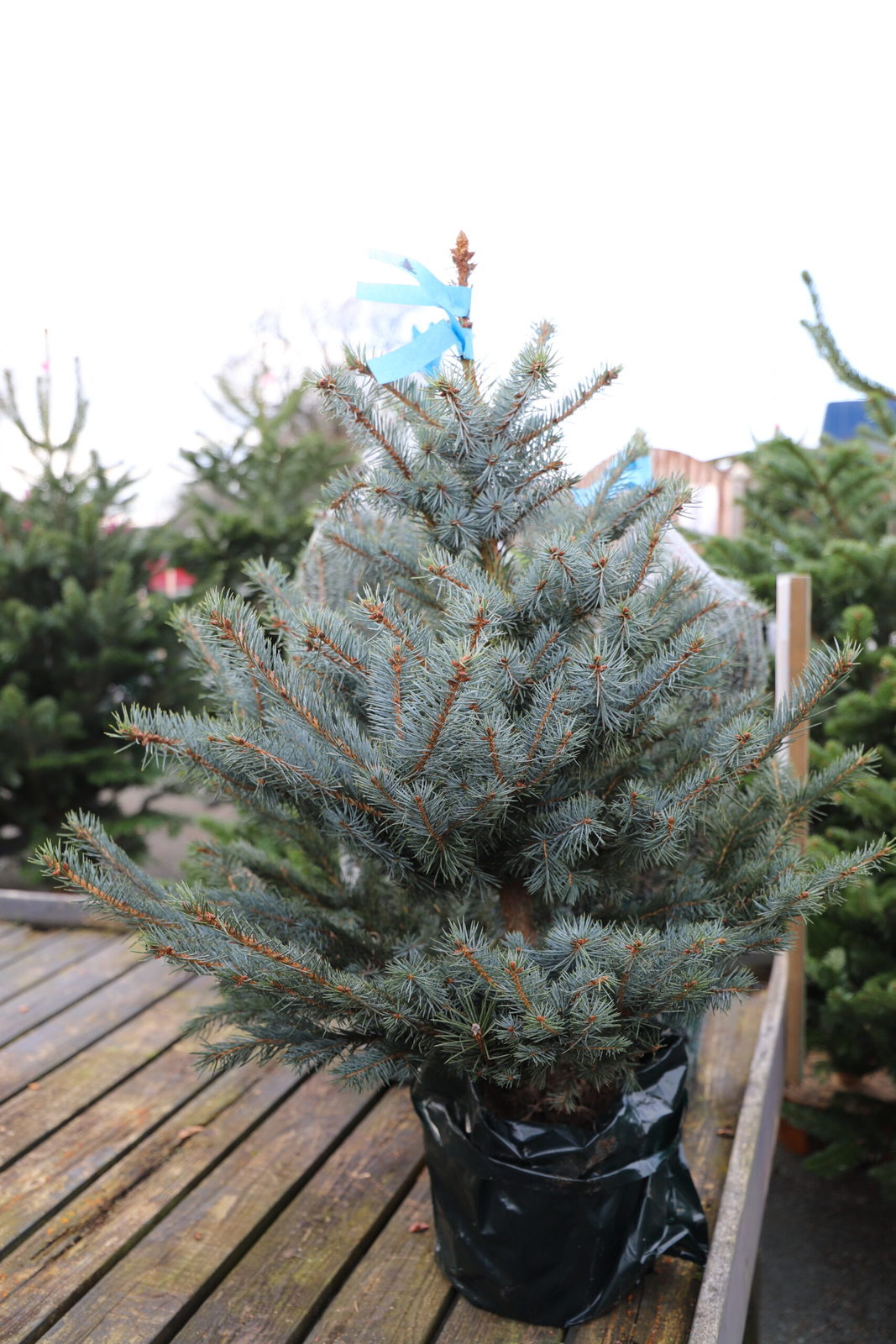 potted Norway spruce2 £25 - Derwen College