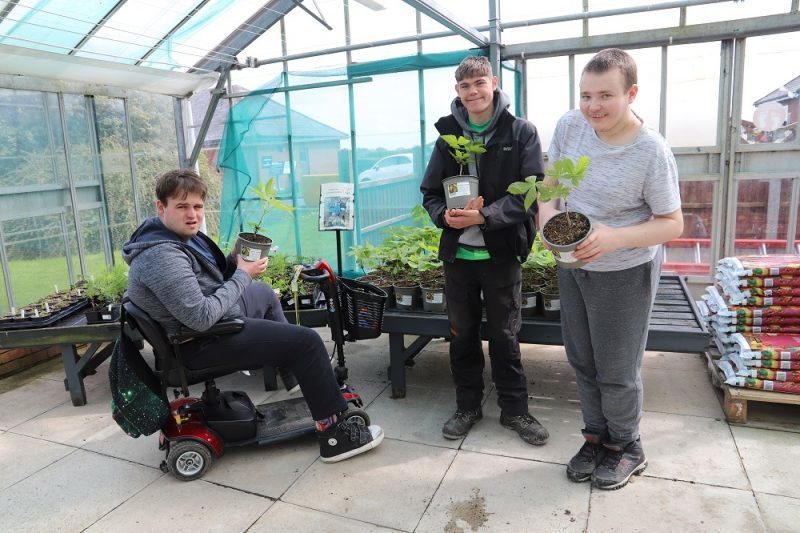 Students growing plants and trees from seed - Derwen College