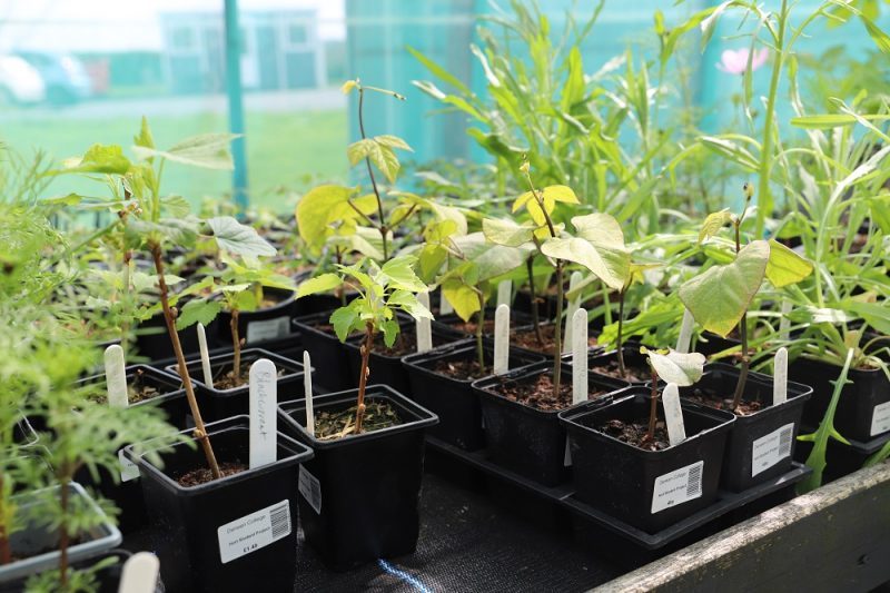 Students growing plants and trees from seed - Derwen College